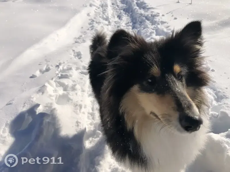 Chiot Colley Perdu à Luchon | Pet911.fr
