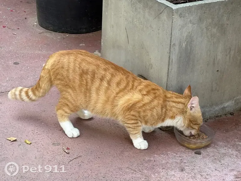 Jeune chat roux à adopter, Rue du Soleil | Pet911.fr