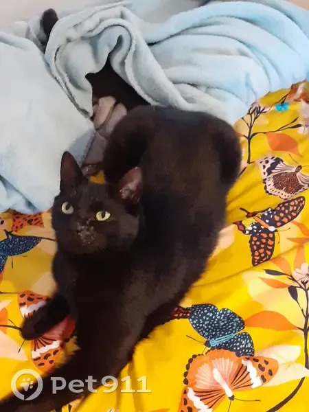 Chat noir perdu, bout queue blanc, Nice | Pet911.fr