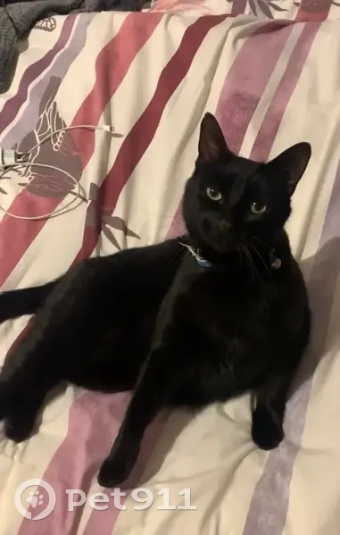 Chat noir perdu, yeux verts, Revigny | Pet911.fr