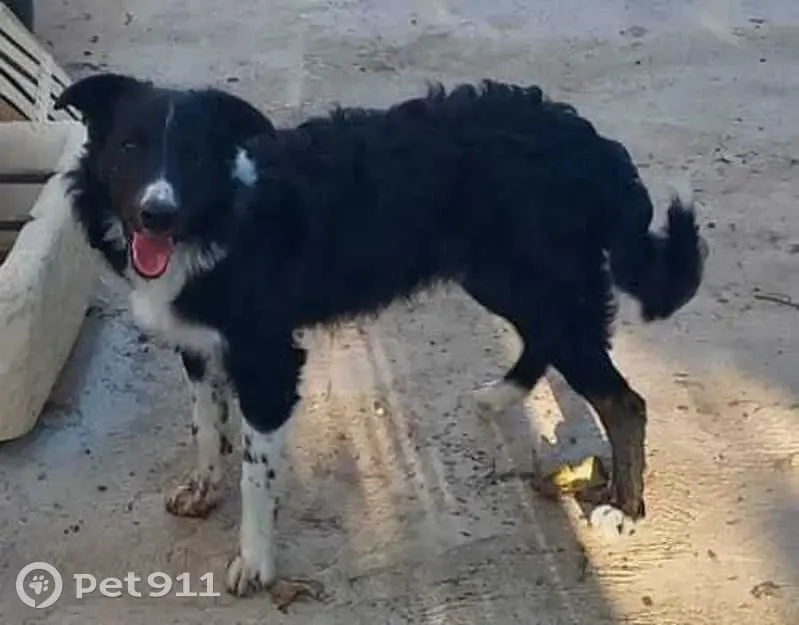 Chien perdu: Border Collie mâle à Saint-Yvoine | Pet911.fr