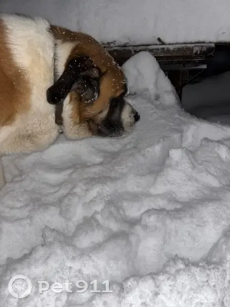 Lost Saint Bernard Mix on East Edge Rd | Pet911.org