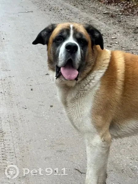 Lost Saint Bernard Mix on East Edge Rd | Pet911.org