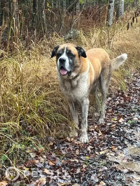 Lost Saint Bernard Mix on East Edge Rd | Pet911.org