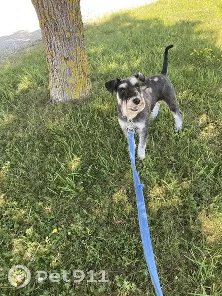 Lost Mini Schnauzer: Eliza St, Arthur | Pet911.org