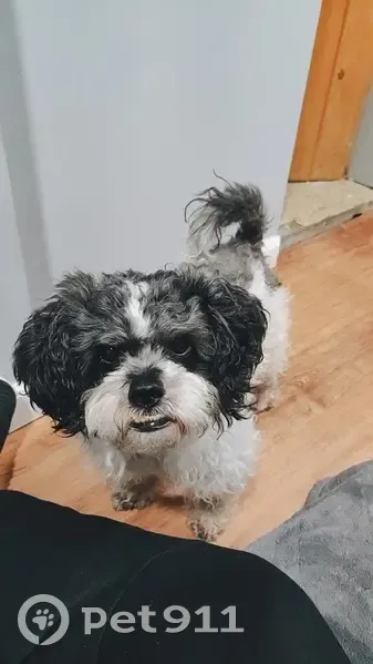 Help Find Oso: Lost Dog in Newark, NJ | Pet911.org