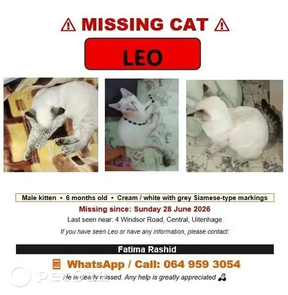 Lost cat, Windsor Road, Kariega, Uitenhage - 6 months old | Pet911.co.za