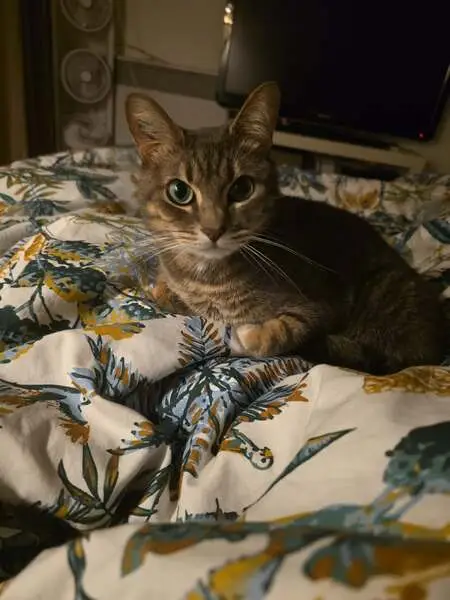 Chatte tigrée âgée trouvée à Bénouville | Pet911.fr