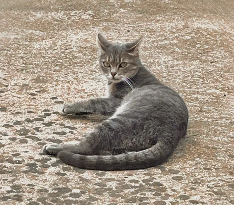 Chatte tigrée âgée trouvée à Bénouville | Pet911.fr