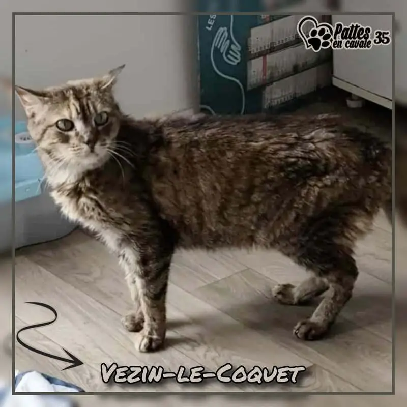 Chatte tigrée âgée trouvée à Bénouville | Pet911.fr