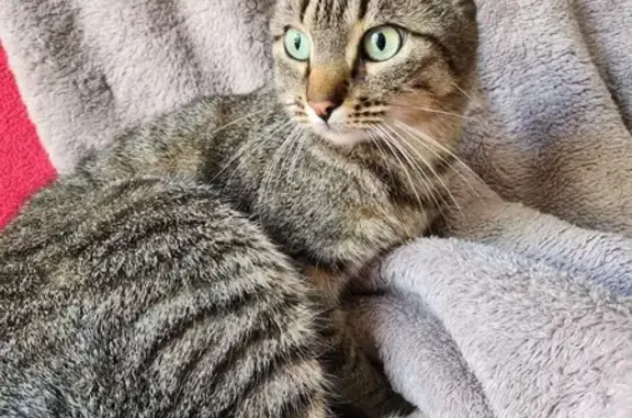 Chat Perdu à Alès | Les Annonces des Chats Disparus | Pet911