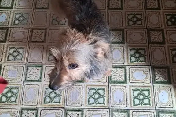 Lost Yorkshire Terrier | Find Missing Purebred Dogs | Pet911