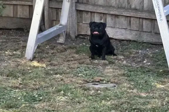 Lost Dogs in Whittlesea | Find Missing Dogs | Pet911