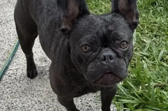 Lost French Bulldog | Find Missing Purebred Dogs | Pet911