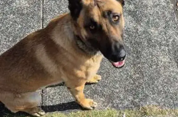 Lost German Shepherd | Find Missing Purebred Dogs | Pet911
