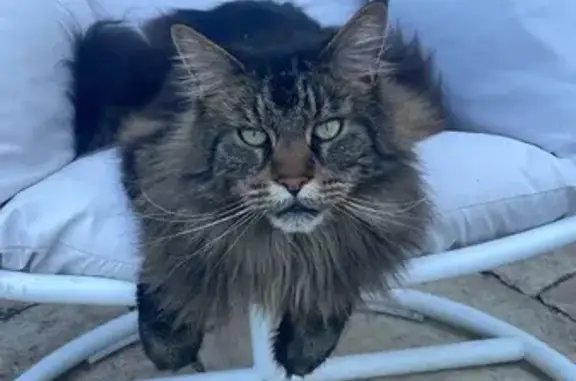 Chat Perdu à Choisy-au-Bac | Les Annonces des Chats Disparus | Pet911