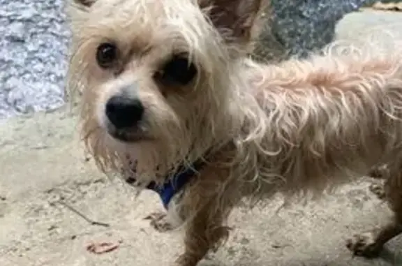 Lost Dogs in Terre Haute, Indiana | Find Missing Dogs | Pet911