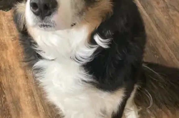 Lost Dogs in West Bend, Wisconsin | Find Missing Dogs | Pet911