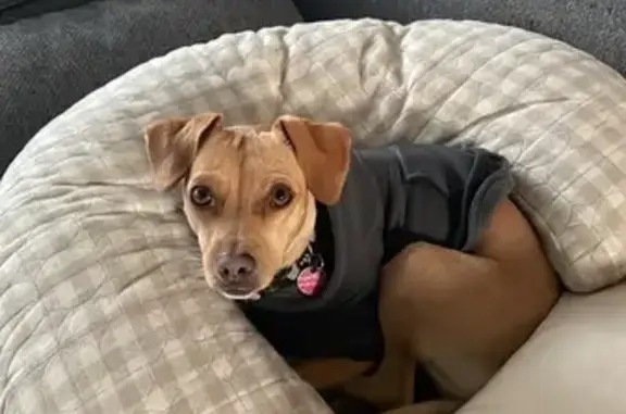 Lost Whippet | Find Missing Purebred Dogs | Pet911