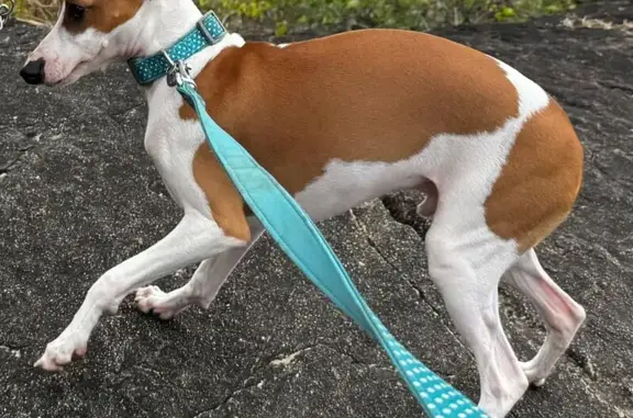 Lost Dogs in Mareeba | Find Missing Dogs | Pet911