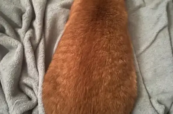 Lost Pets in New Holland, Pennsylvania | Report Missing Pets | Pet911