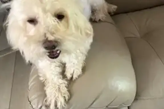 Lost Dogs in Red Bank, South Carolina | Find Missing Dogs | Pet911