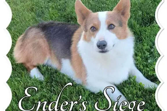 Lost Pets in Strasburg, Ohio | Report Missing Pets | Pet911