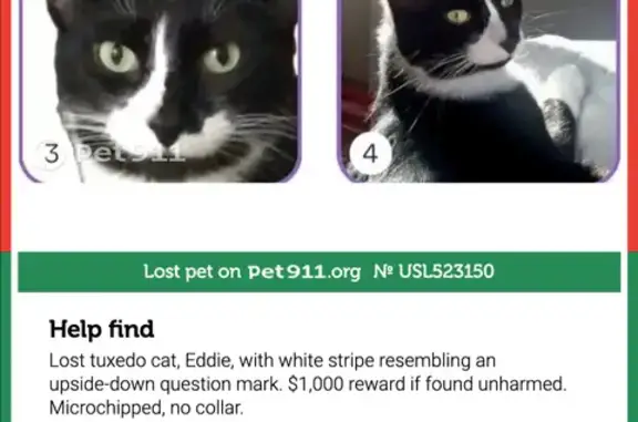Lost Cats in Wolf Lake, Michigan | Find Missing Cats | Pet911